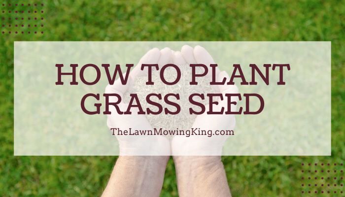 How to Plant Grass Seeds - The Lawn Mowing King